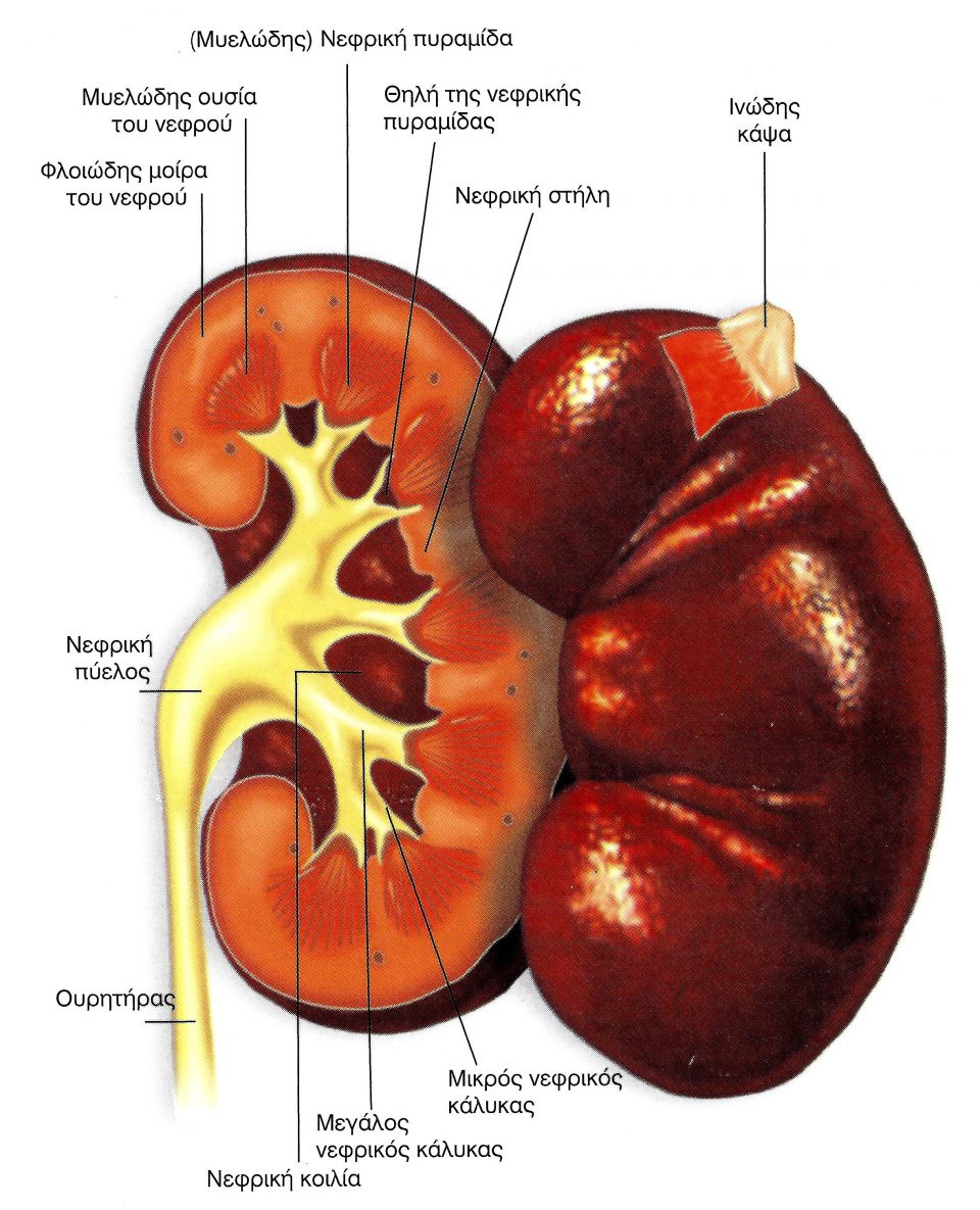 Θέματα υγείας: Όγκοι των νεφρών (α' μέρος) - Atlantea