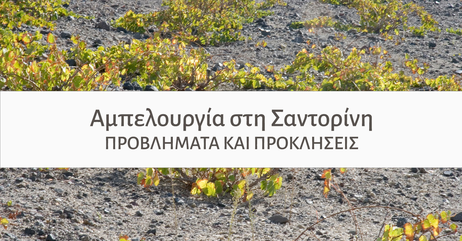 Το μέλλον της αμπελουργίας στη Σαντορίνη (βίντεο) - Atlantea